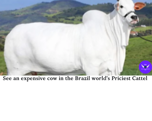 See an expensive cow in the Brazil world’s Priciest Cattel